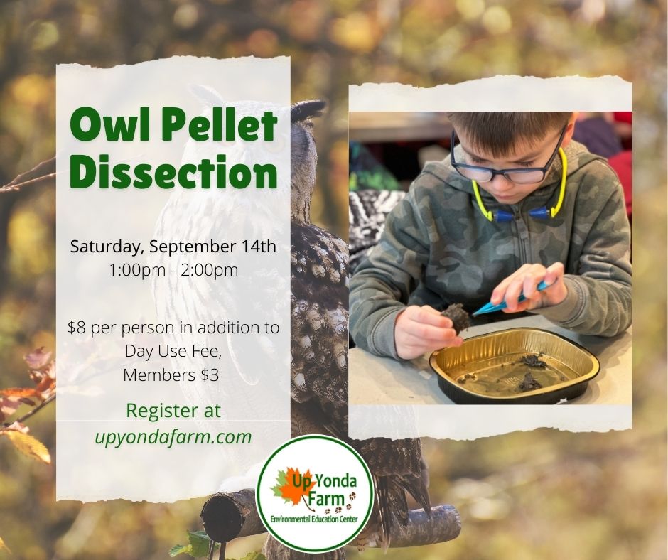 Owl Pellet Dissection Program - Bolton Landing Chamber of Commerce